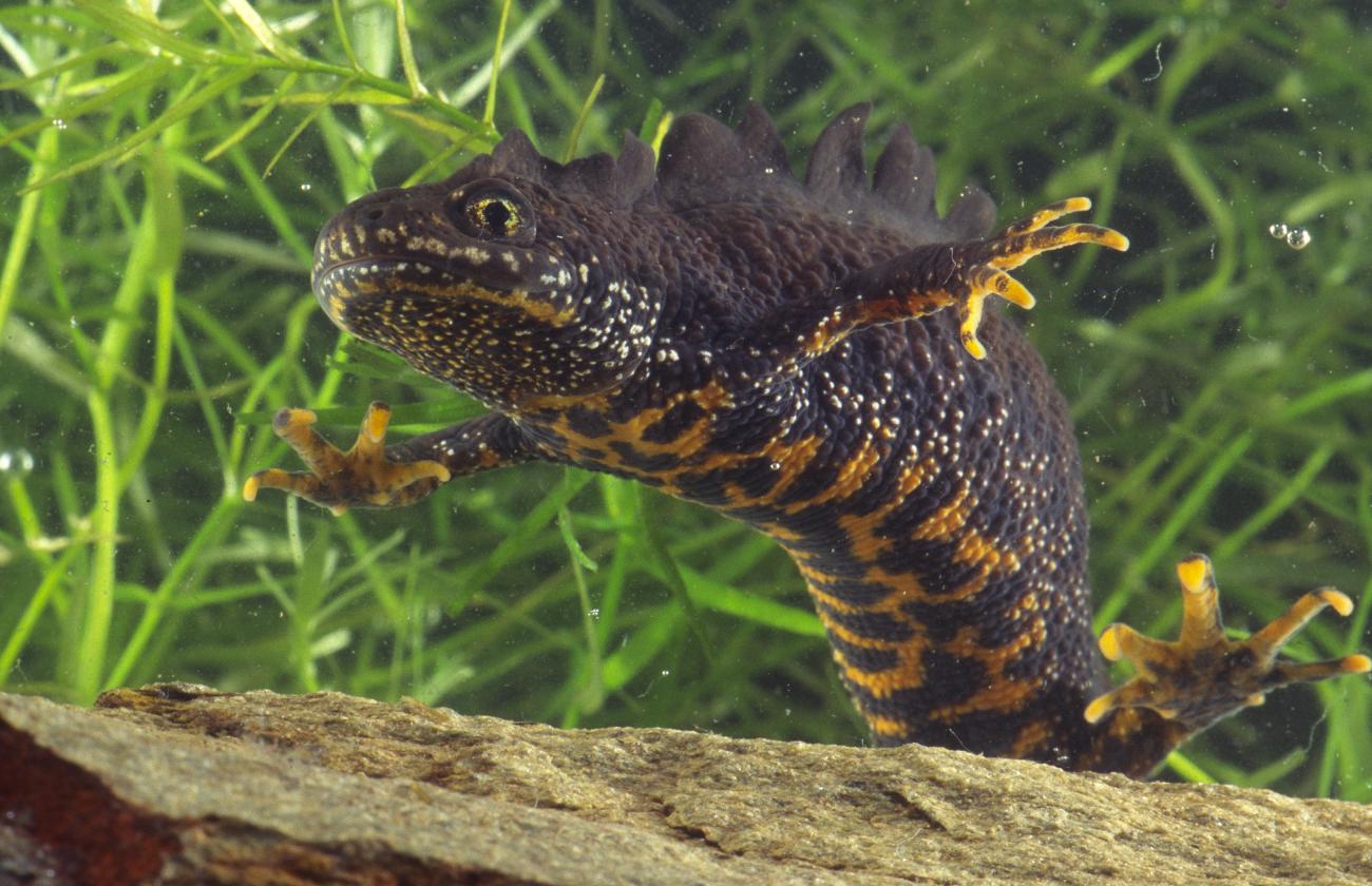 Wetland development for amphibians - Bright Green Nature